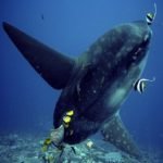 Diving with the Giants: Mola Mola in Nusa Lembongan - Lembongan Dive Center